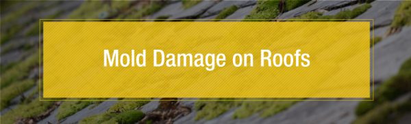 Mold Damage on Roofs & How to Identify | Sunshine Contracting